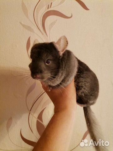 Шиншилла девочка