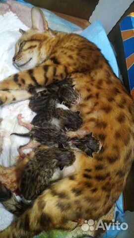 Бенгальские котята