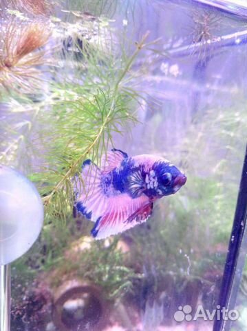 Рыбка петушок