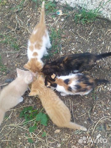 Отдам котят в добрые руки