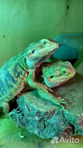 Бородатая агама