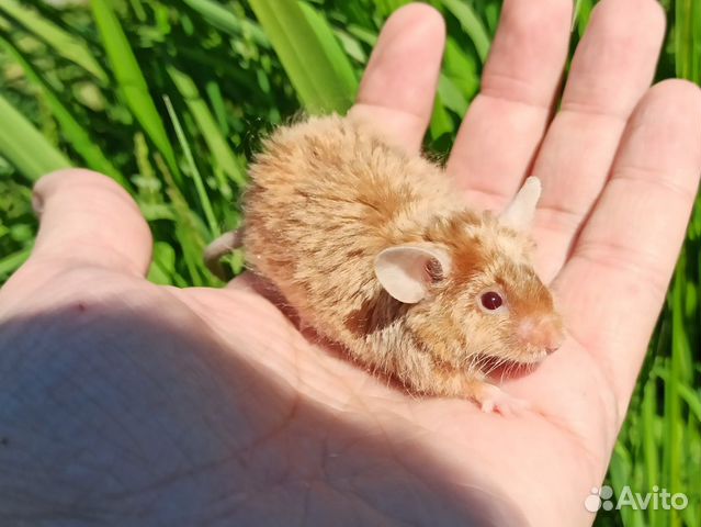 Мышь декоративная тексель сатин