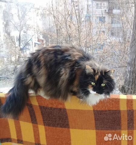 Отдам в добрые руки