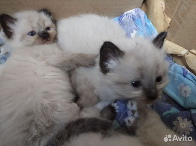 Сиамские котята в хорошие руки