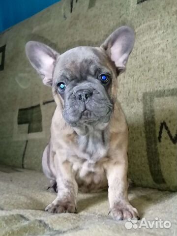 Голубой тигренок