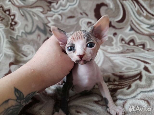 Канадский сфинкс котёнок
