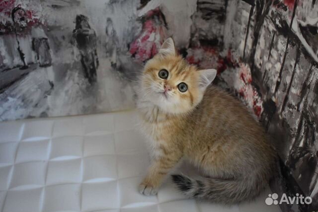 Британские котята