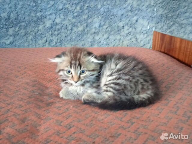 Шатланский катëнок