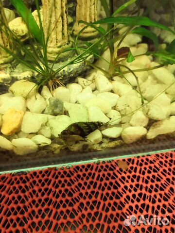 Улитка Хелена