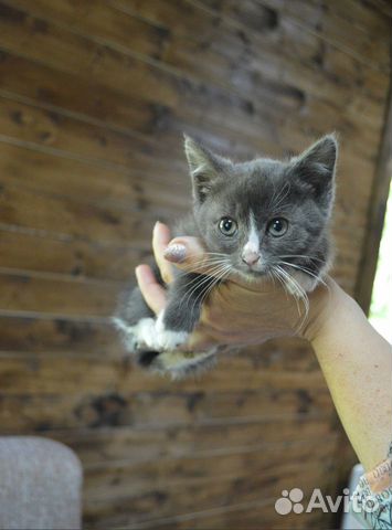 Котёнок из приюта в добрые руки