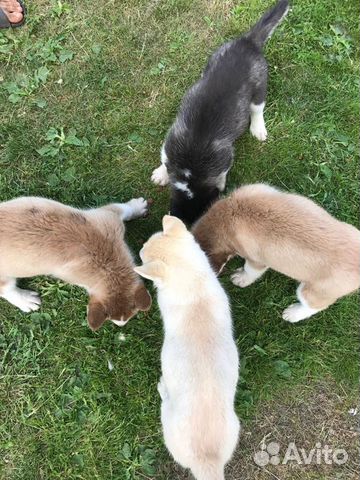 Щенки хаски