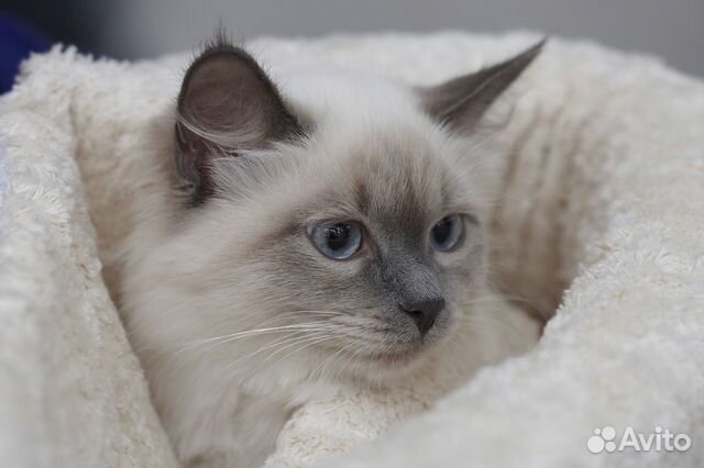 Котята Балинез