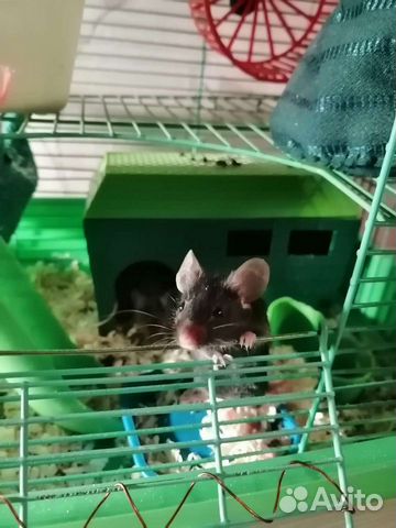 Мышки с клеткой