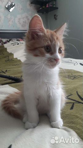 Кошечка 4 мес