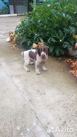 Щенок курцхаара алиментный. На втором фото отец