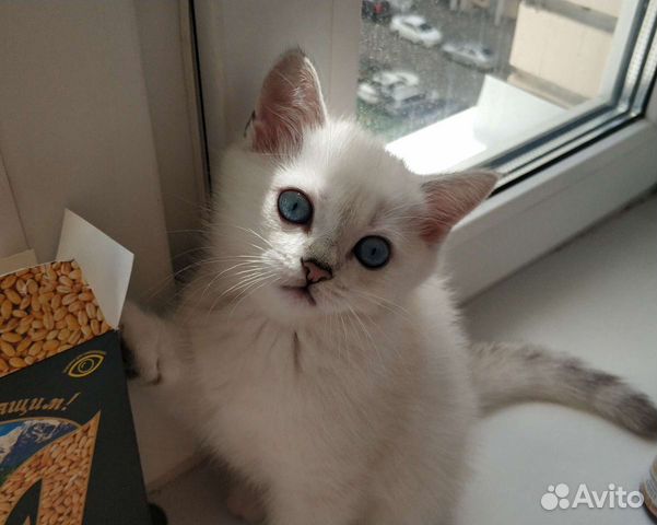 Котенок