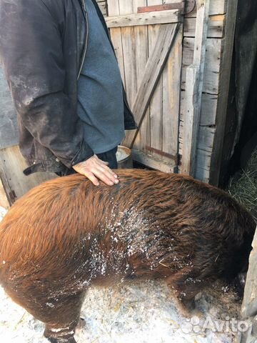 Хряк венгерская мангалица плюс дюрок
