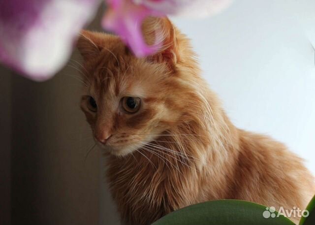 Котик Бонечка