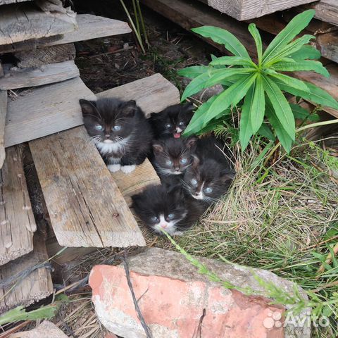 Котята в добрые руки бесплатно. Здоровые, красивые