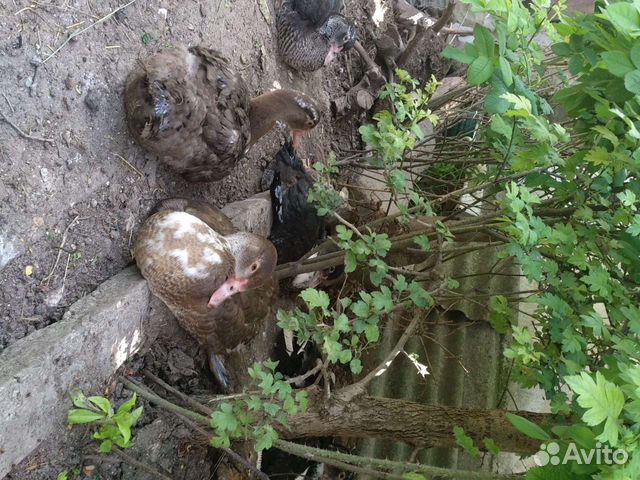 Продам индоуток разного возраста
