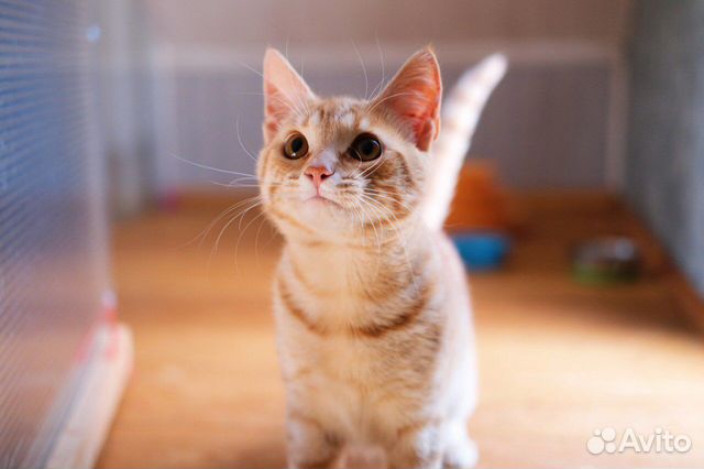 Невероятный Рыжий Котик