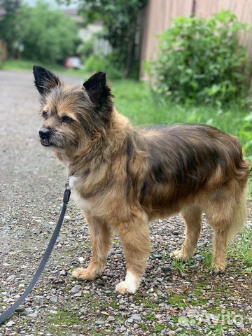 Йоркширский терьер ищет дом