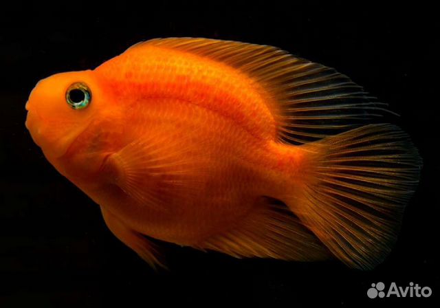 Живая рыба