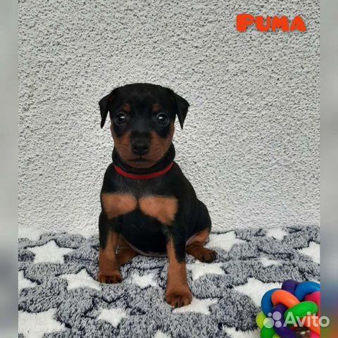 Щенки цвергпинчера