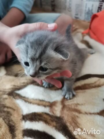 Котики бесплатно в добрые руки. Домашние. Без блох