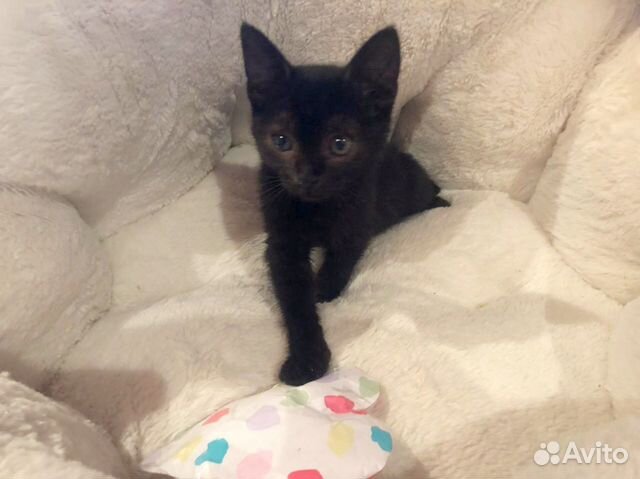 Супер котик Тема ищет дом