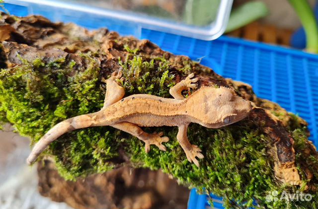 Реснитчатые бананоеды (гекконы)