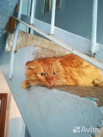 Найдена кошка