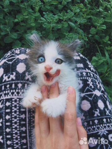 Котёнок