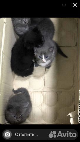 Котята в добрые руки даром, 5 котят, им месяц, при