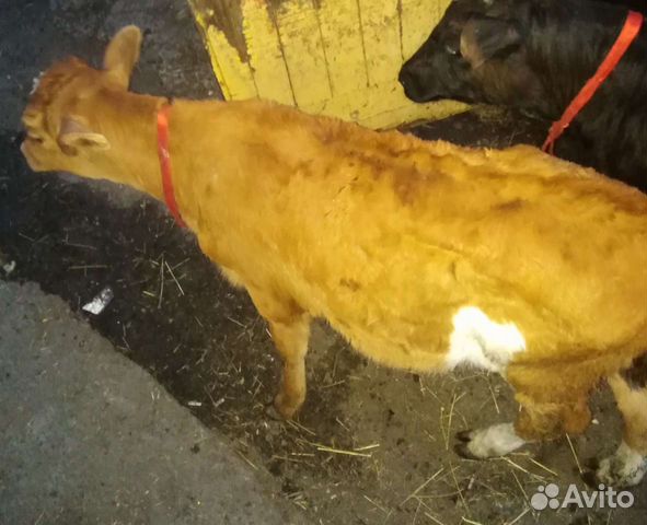 Продам телочек