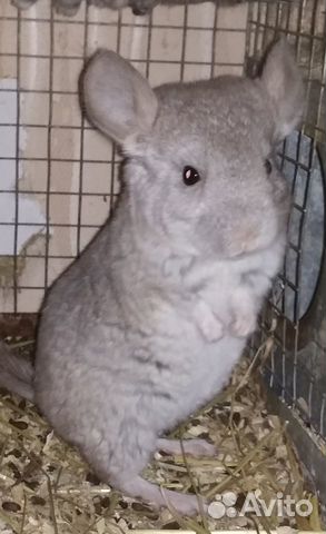 Шиншилленок,бежевая девочка,2мес
