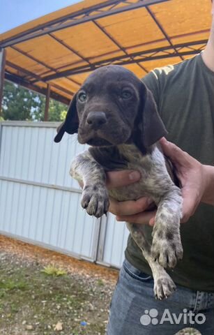 Щенки курцхаара, курцхаар, курцхар