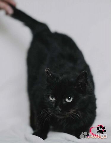 Кошка чёрная милейшая