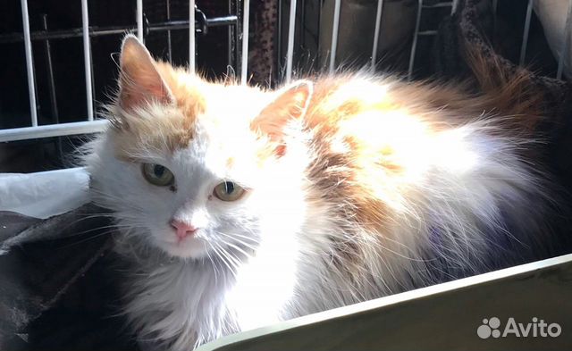 Кассиопея - красивое имя для красивой кошечки