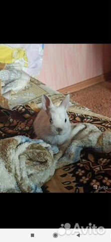 Кролик карликовый