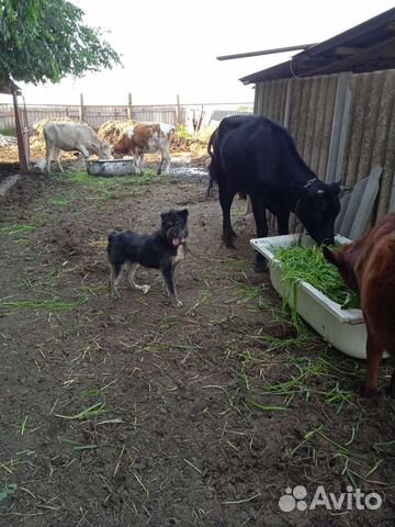 Телка стельная