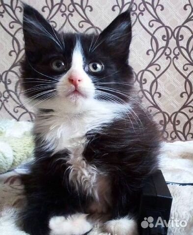 Кот бесплатно, 10 апреля рождения ласковый