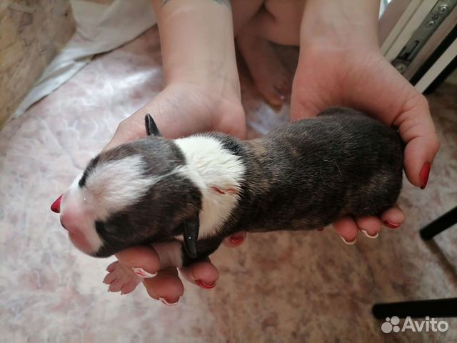 Королевский стафтерьер