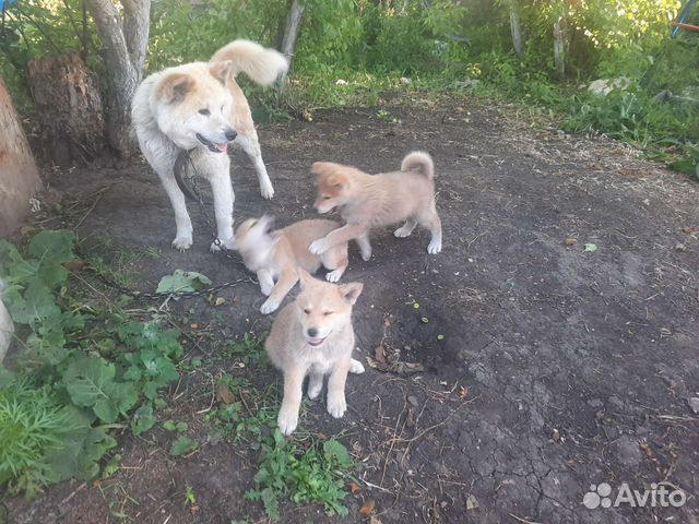 Щенки акита ину
