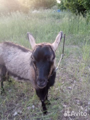 Козел альпийский