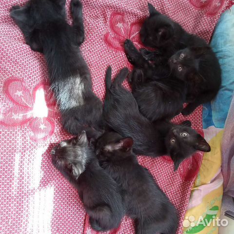 Британские котята