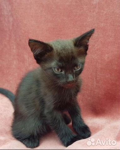 Умненький котенок Каспер 1,5 месяца в добрые руки