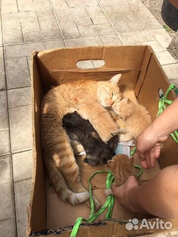 Котята в добрые руки