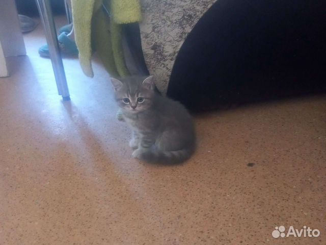 Котята шотландские веслоухие