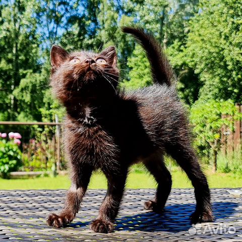 Котик в добрые руки